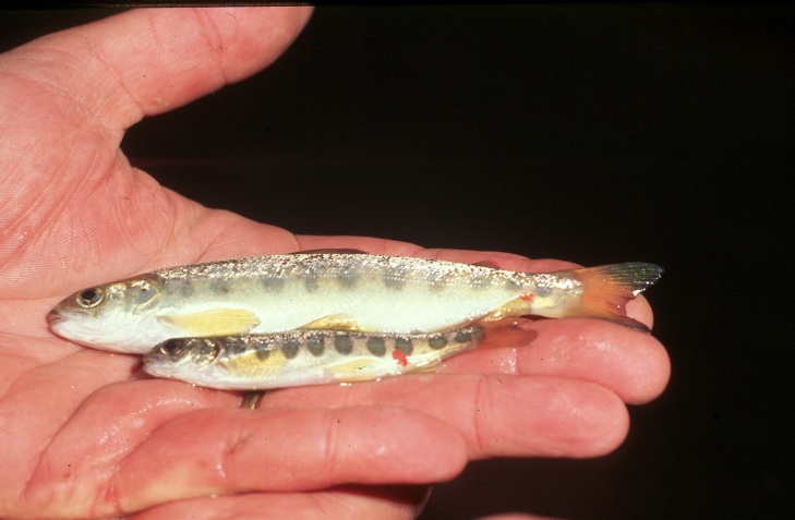 Tagging of fishes – fish-trek