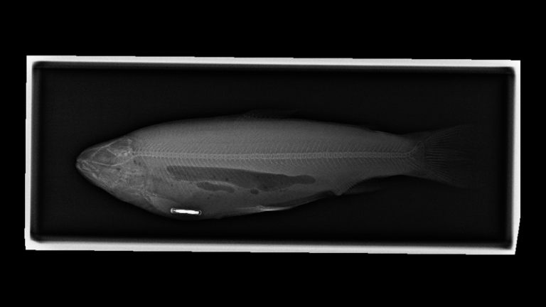 PIT-Tag – fish-trek