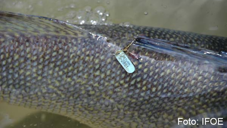 external tag (Anchor, Floy, T-Bar or Spaghetti Tag) – fish-trek